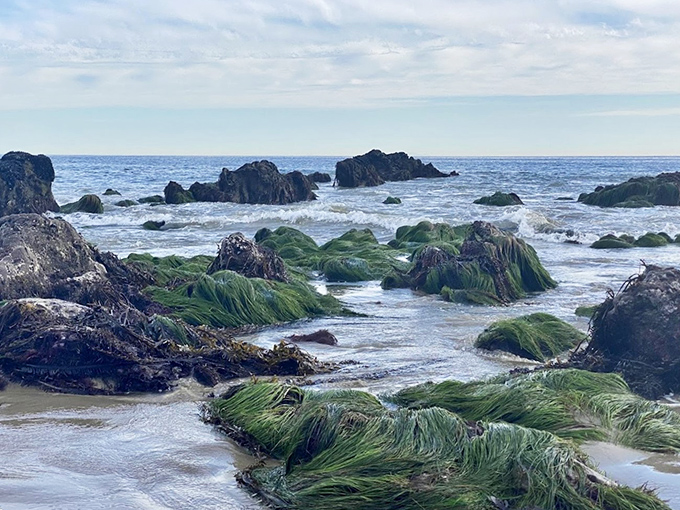 The dance between land and sea creates ever-changing landscapes for curious paws. Nature's art gallery with a splash zone!