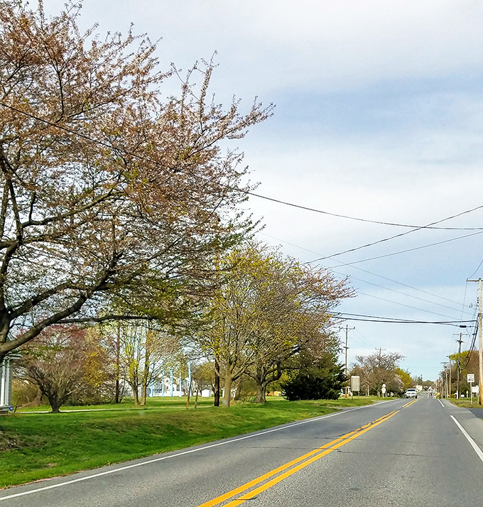 Spring awakens in Smyrna with trees bursting into bloom along the roadside. The open green spaces create a peaceful setting for a leisurely drive.