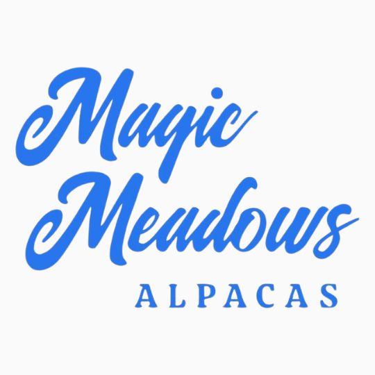 magic meadows alpacas