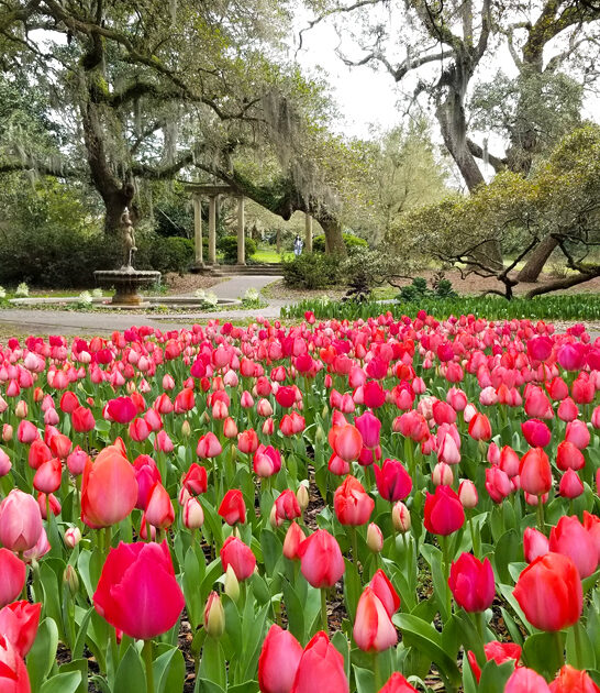 beautiful garden north carolina FTR