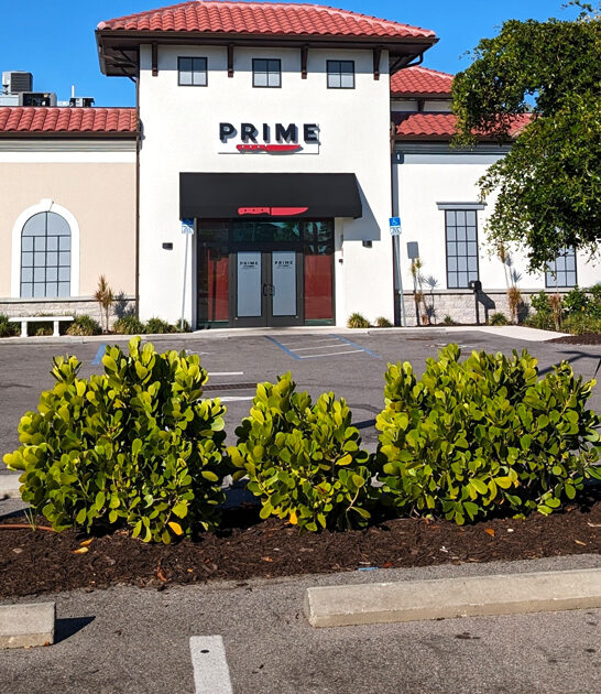 best lamb chops florida ftr