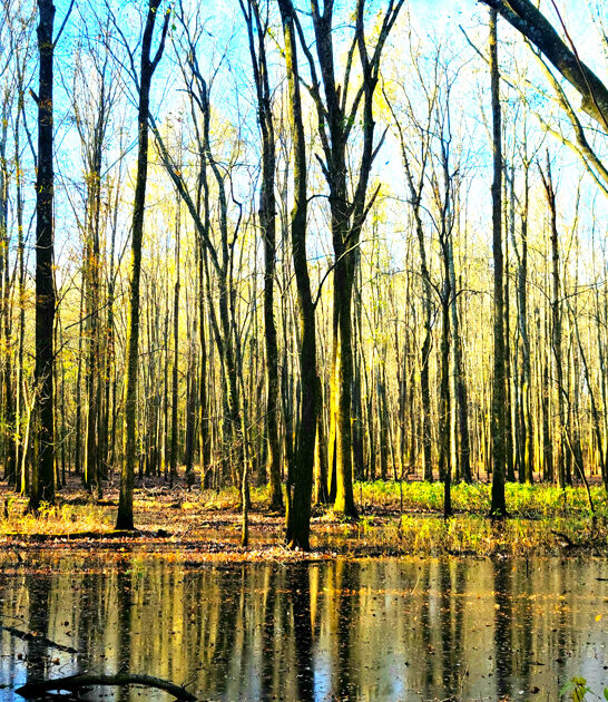 breathtaking state park tennessee ftr