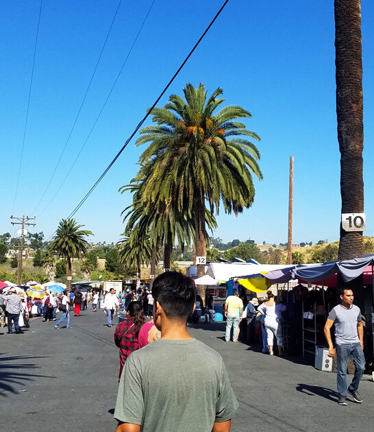 budget finds flea california ftr