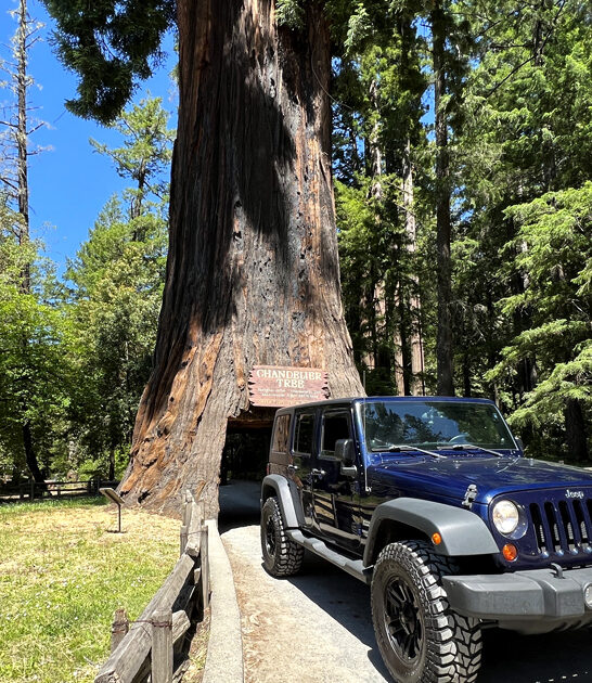 california drive thru tree ftr