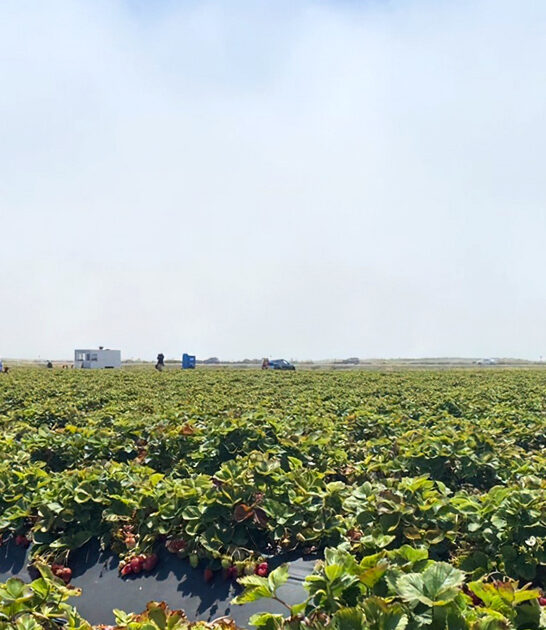 california farm sweet strawberries ftr