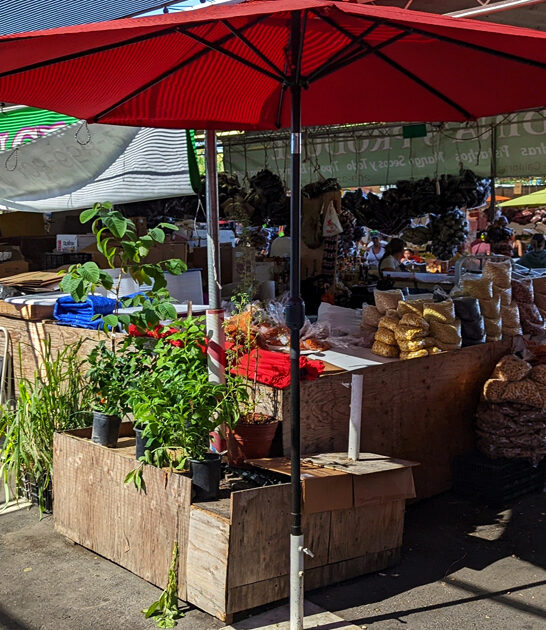 california trunk market fill ftr