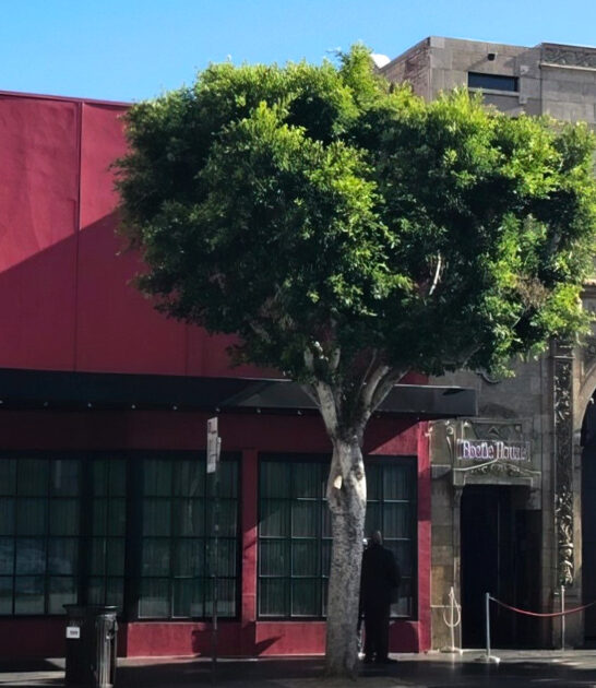 chocolate lava cake california ftr