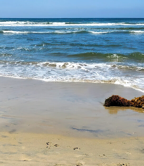 dog beaches california drive ftr