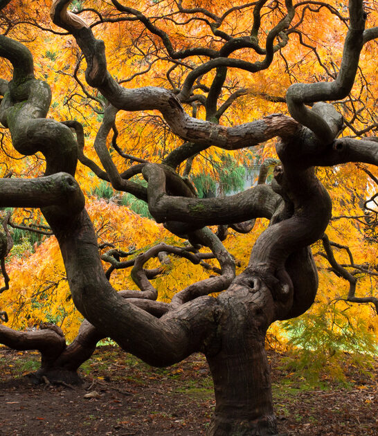 dreamy botanical garden maryland ftr