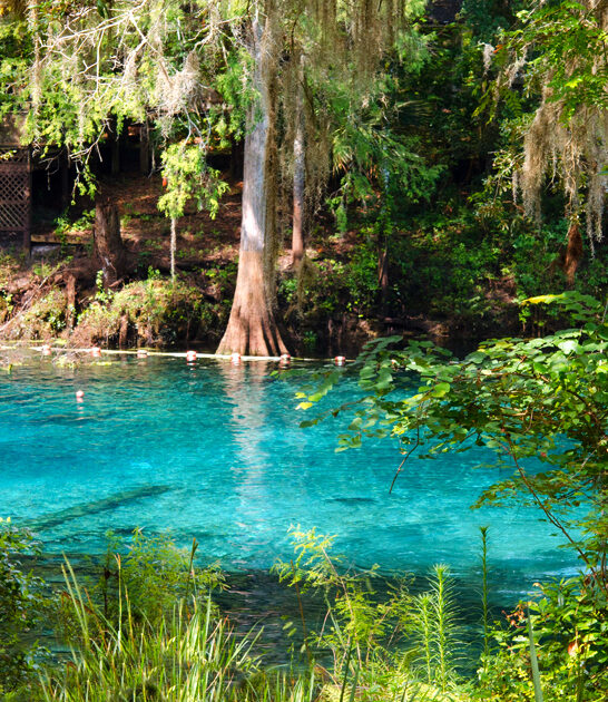dreamy florida natural spring ftr