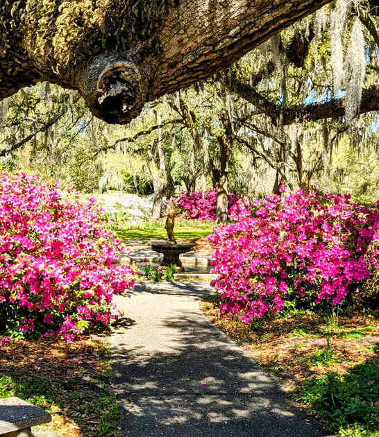 dreamy north carolina garden FTR