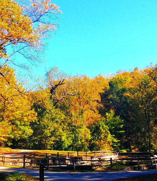 dreamy park south carolina ftr