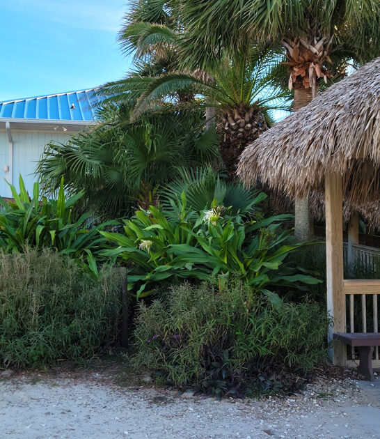 drive florida tropical tiki ftr