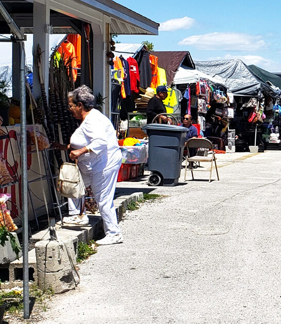 endless flea finds florida ftr