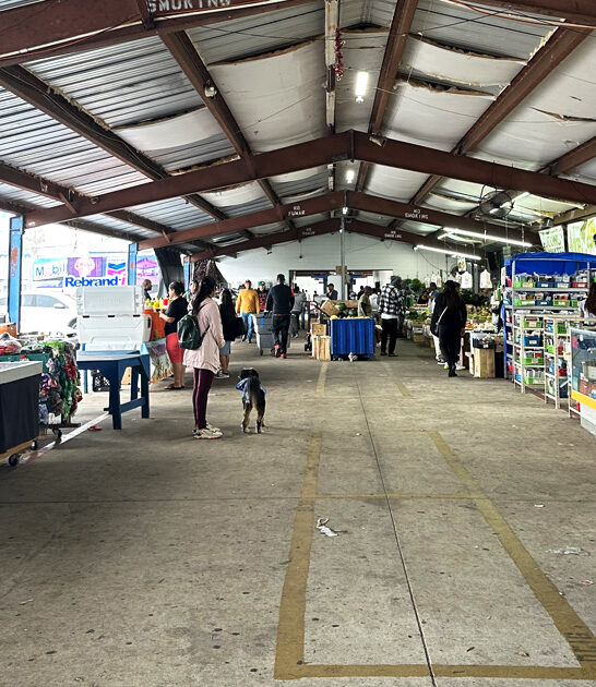 enormous flea florida backseat ftr