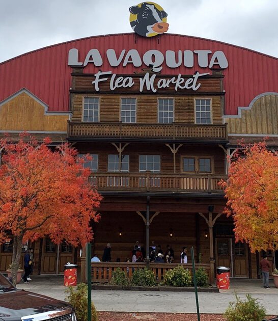 enormous flea georgia rethink ftr