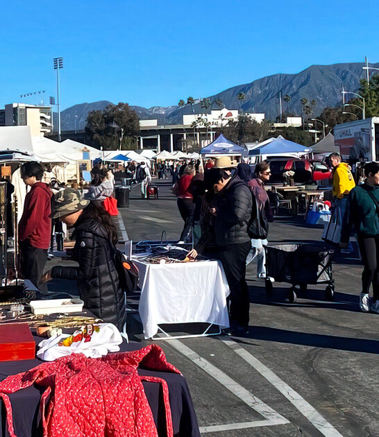 enormous flea rethink california ftr