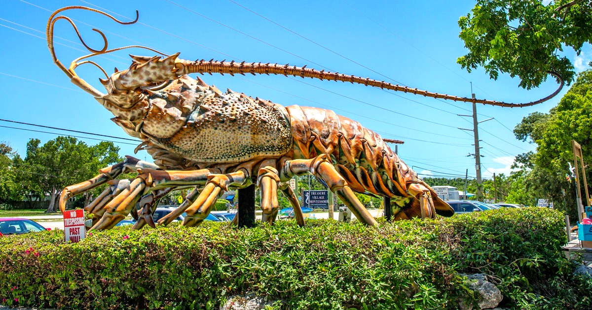 People Drive From All Over Florida To See This Gigantic Caribbean Lobster