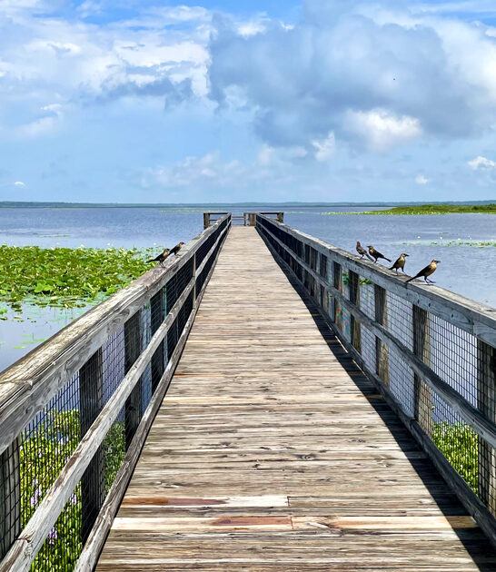 florida natural park vibe ftr