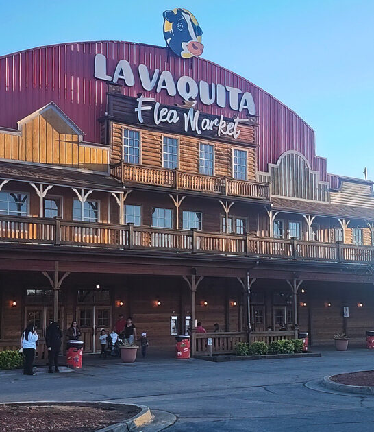 georgia flocking massive flea ftr