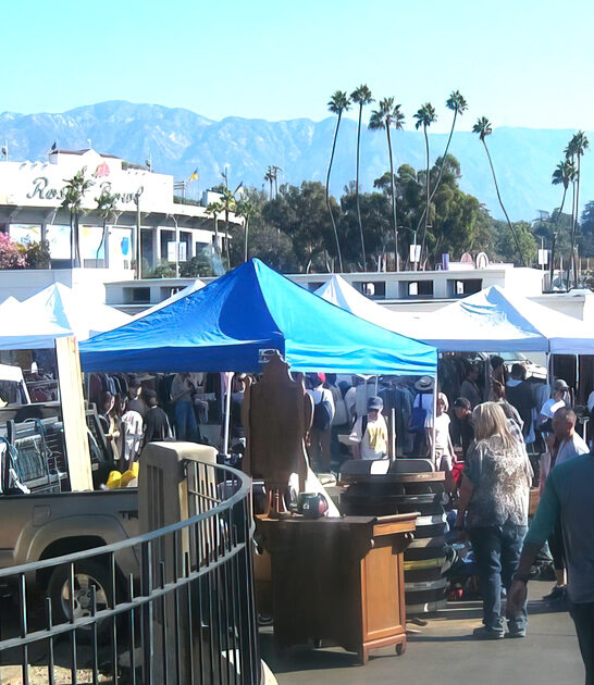 gigantic flea california true ftr