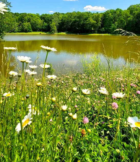 gorgeous great park ohio ftr