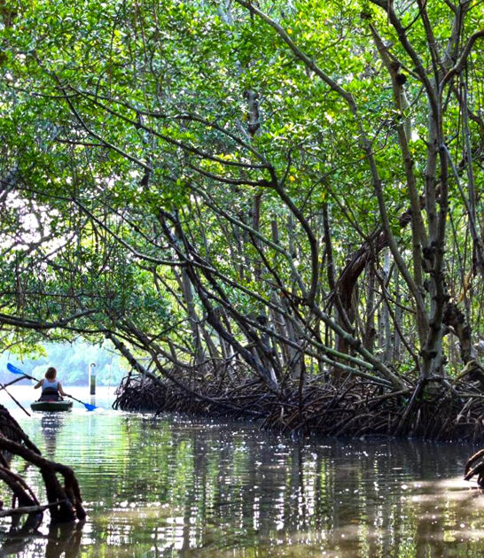 serene guided kayak eco tours of lido key mangrove tunnels saras