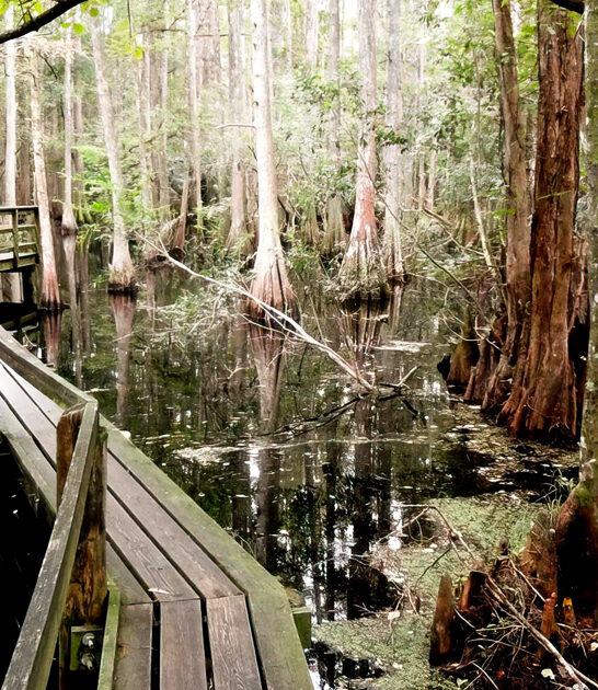 iconic state park florida ftr