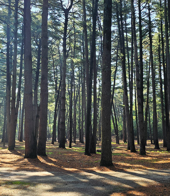 illinois gorgeous state park ftr