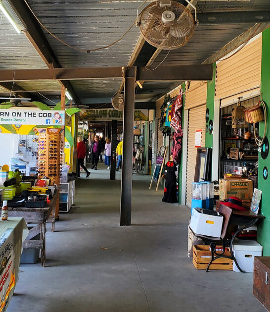 market florida flea long ftr