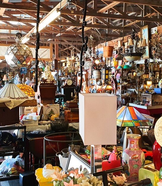 massive flea florida rethink ftr