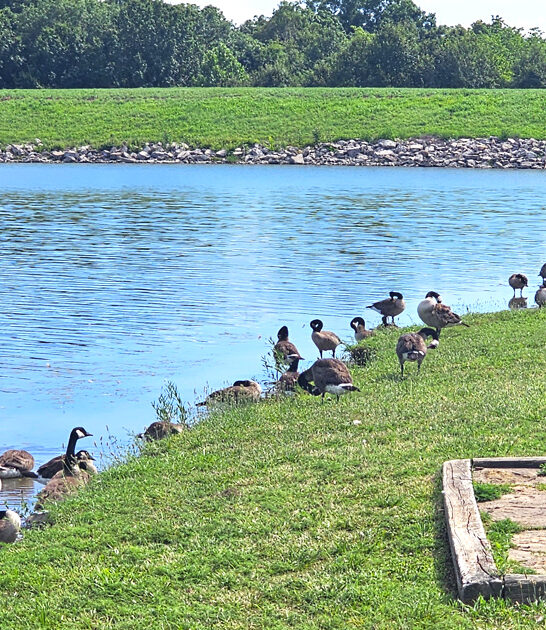 missouri picturesque relaxing park ftr