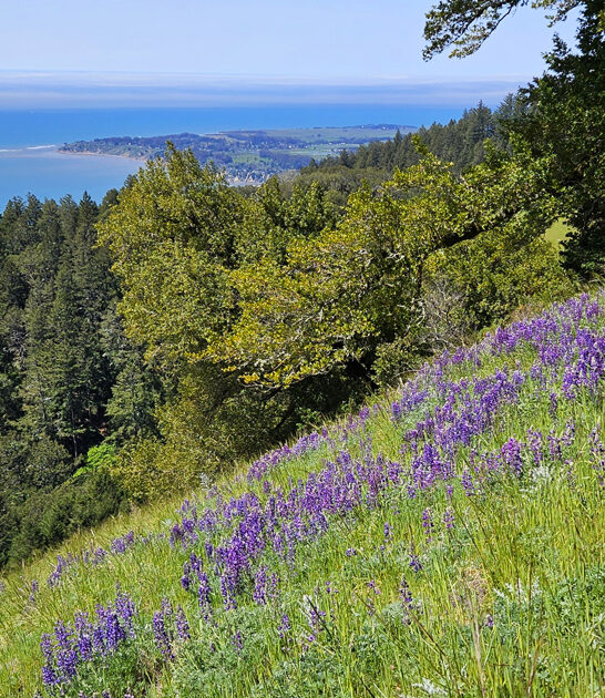 park california beautiful state ftr