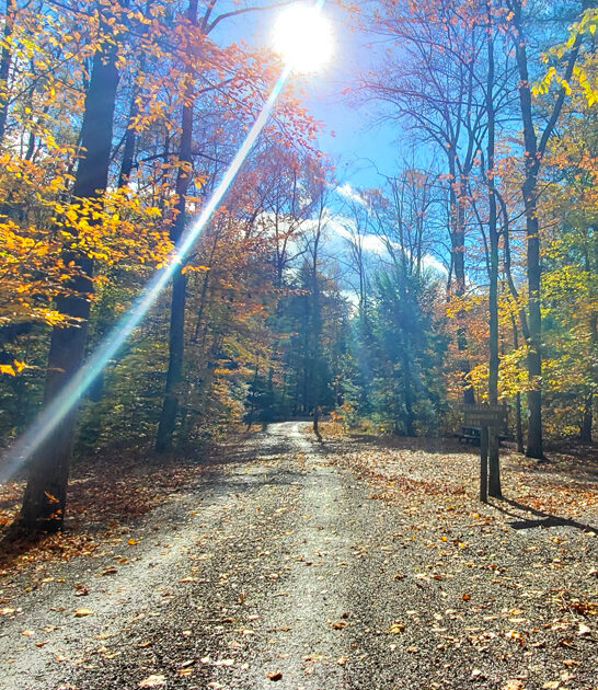 park pennsylvania tree trail ftr
