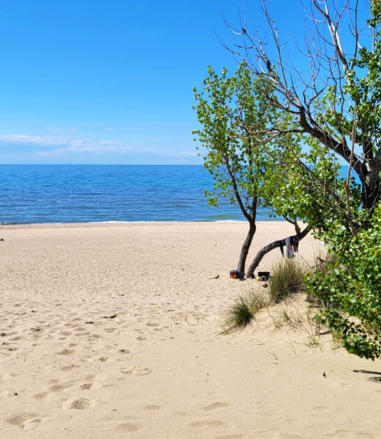 perfect park michigan postcard ftr