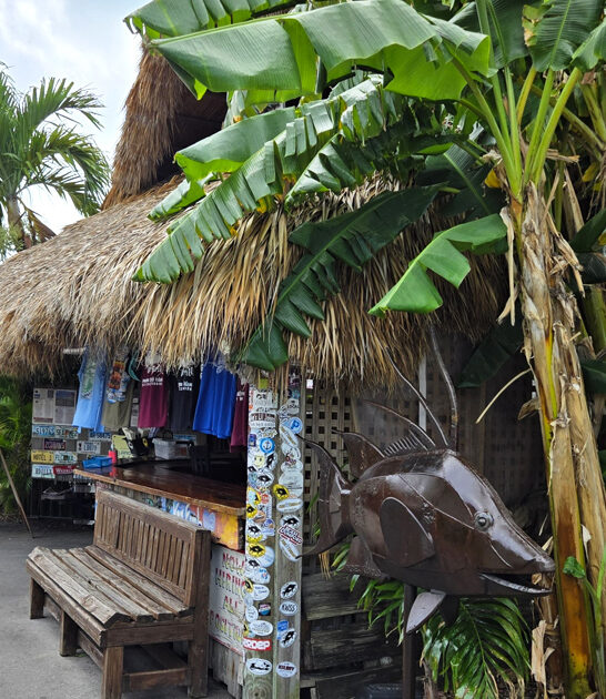 restaurant florida hogfish tacos ftr