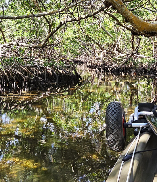 secret mangrove tunnel florida ftr