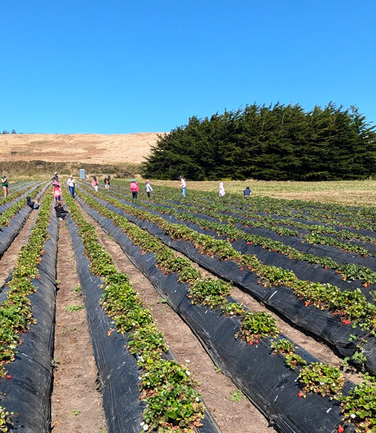 stress free california farm ftr