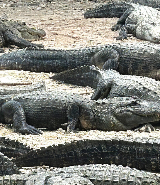 unforgettable gator park florida ftr