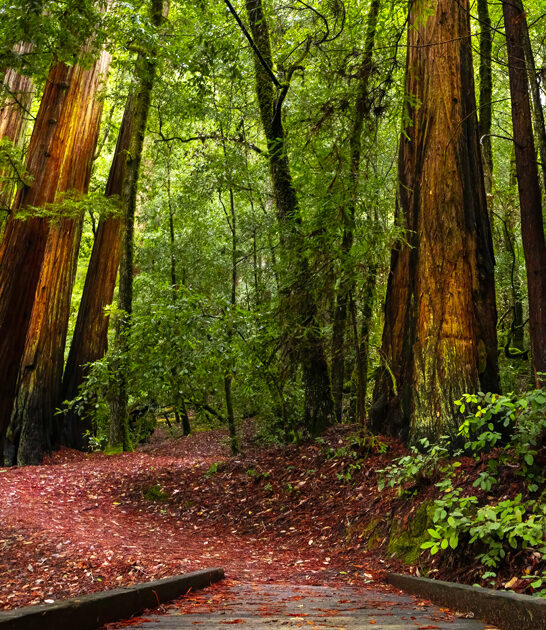 unreal state park california ftr