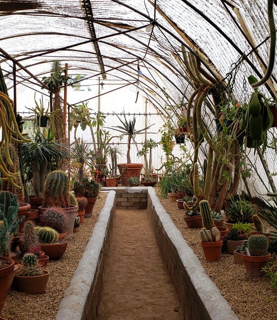 unusual desert garden california ftr