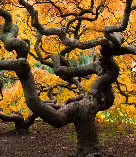 whimsical garden maryland storybook ftr