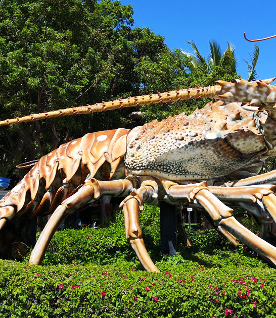 wild roadside attractions florida ftr