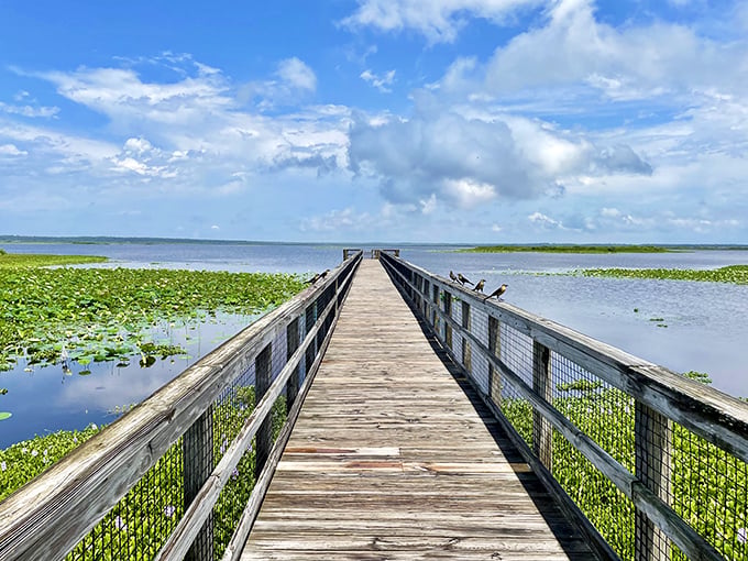 This boardwalk stretches into infinity, where lily pads and lurking gators create Florida's most thrilling nature walk.