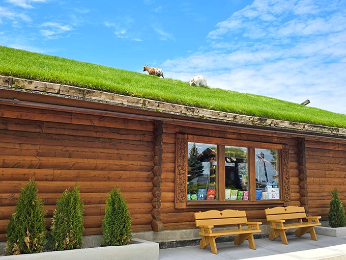 The most famous lawn maintenance crew in Wisconsin grazes atop Al Johnson's, where goats and Swedish cuisine create the ultimate Door County spectacle.