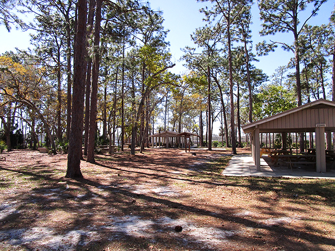 Picnic pavilions scattered among towering pines&mdash;like nature's food courts but with better ambiance and zero mall walkers.
