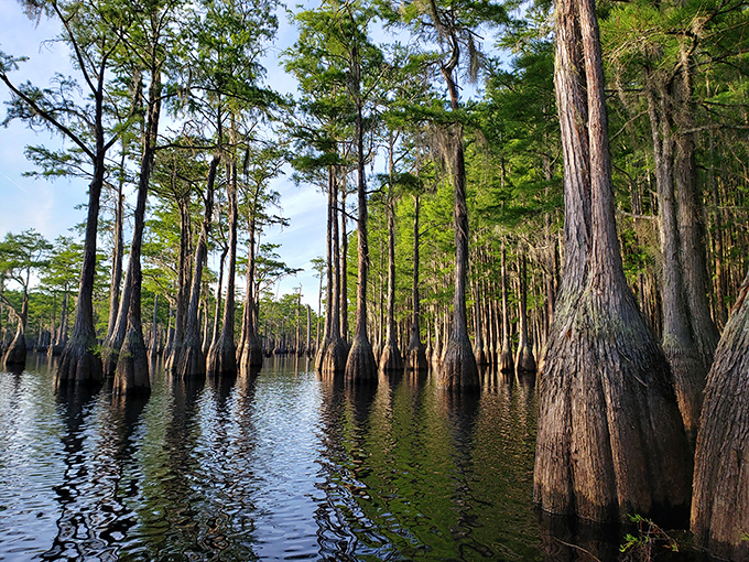Nature's perfect mirror: cypress trees standing like sentinels in glassy waters, with a bright kayak adding a pop of adventure to this serene wilderness.