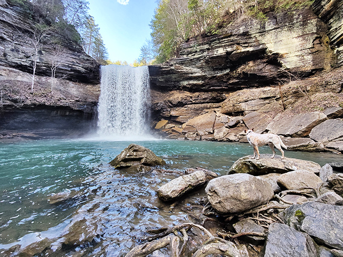 Nature's perfect plunge pool awaits at Savage Gulf. This waterfall doesn't just cascade&mdash;it performs, creating an emerald swimming hole worthy of a travel magazine cover.