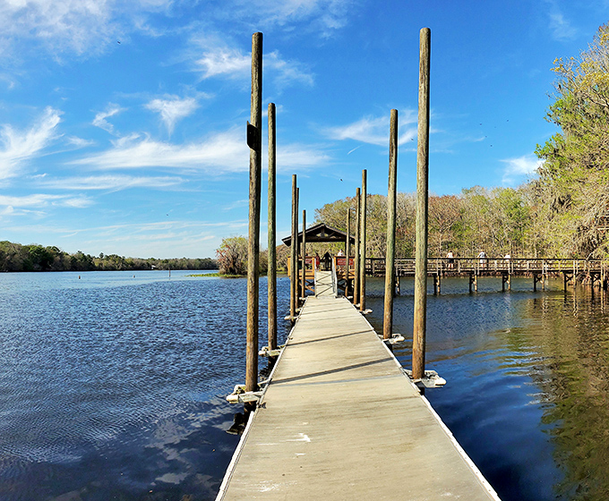 The wooden boardwalk stretches toward adventure, inviting visitors to discover what lies beyond the crystalline waters of Manatee Springs.