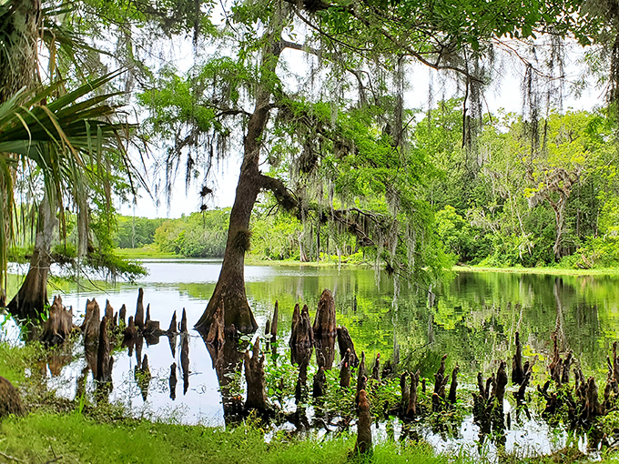 Nature's mirror game is on full display here, with cypress knees poking through the water like prehistoric periscopes surveying this untouched paradise.